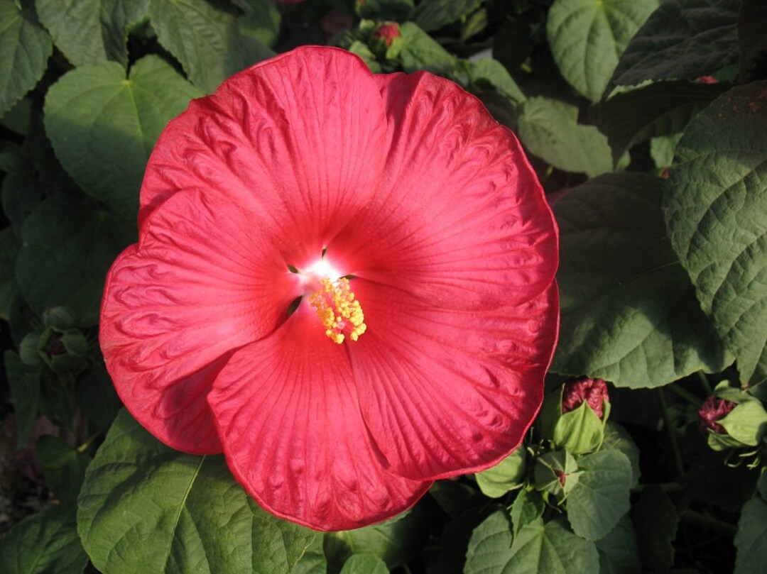 15 Hibiscus Seeds Luna Red HARDY HIBISCUS Perennial Seeds Flower Seeds ...
