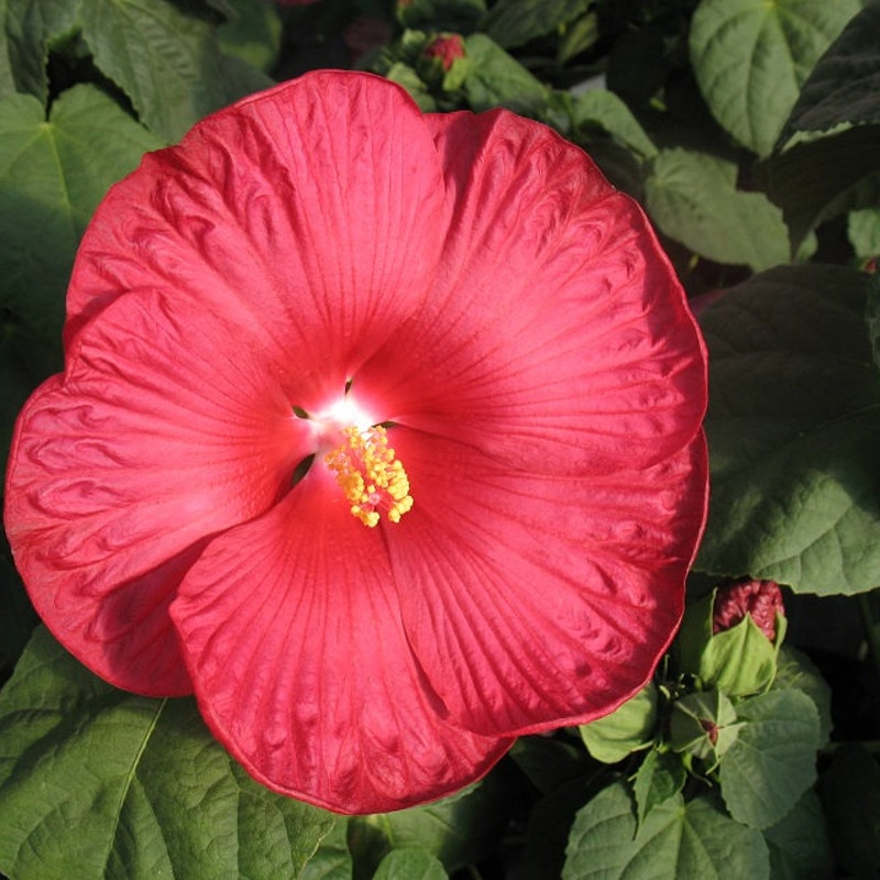 Hibiscus Seeds - Etsy