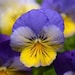 Pansy Seeds Cool Wave Morpho Trailing Pansy 15 Seeds Hanging Pansy - Etsy