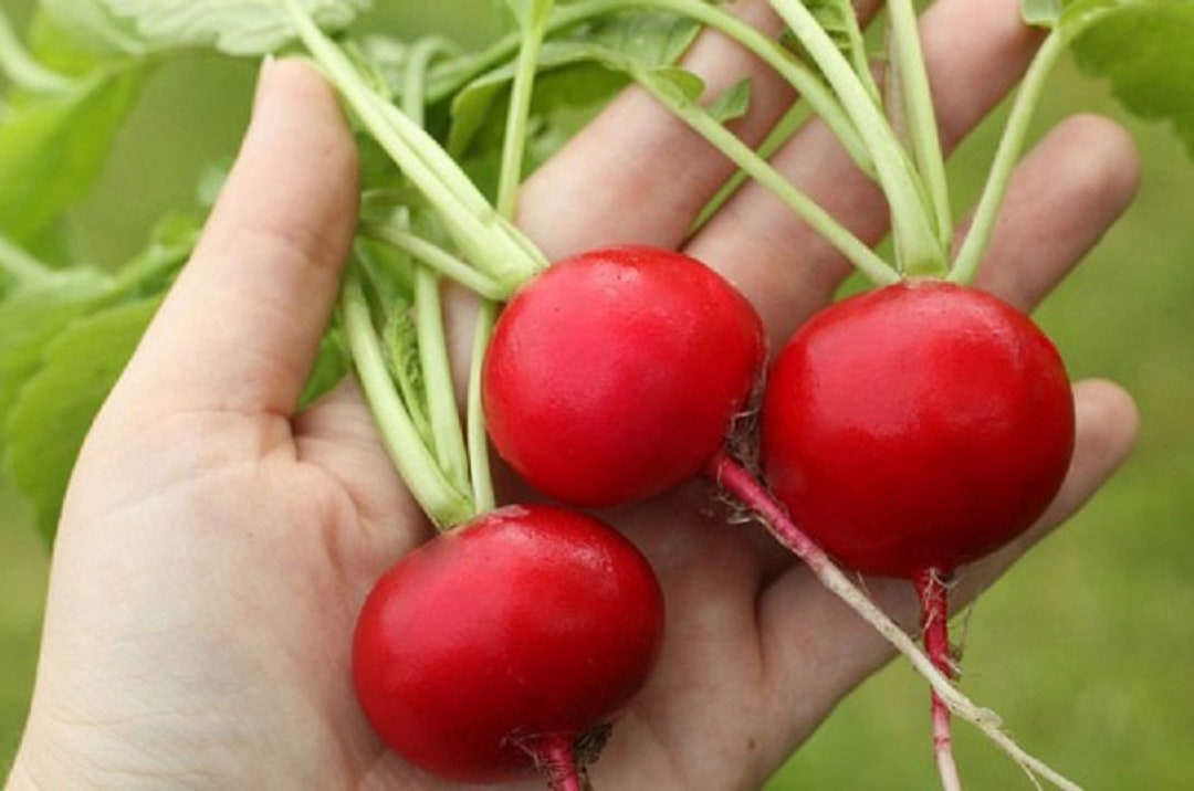 Vegetable Seeds German Giant Radish Seeds 500 Seeds Huge Radish - Etsy