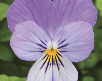 Viola Seeds King Henry Viola Flower Seeds 1000 Seeds - Etsy