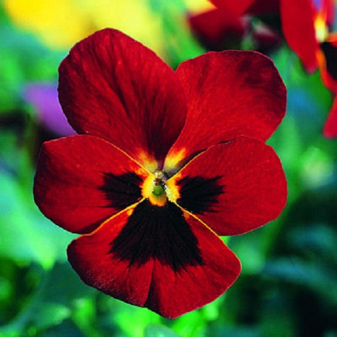 200 Viola Seeds Viola Arkwright Ruby perennial - Etsy