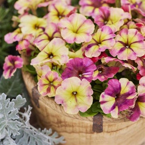 Flower Seeds 50 Pelleted Petunia Seeds Shake Raspberry - Etsy