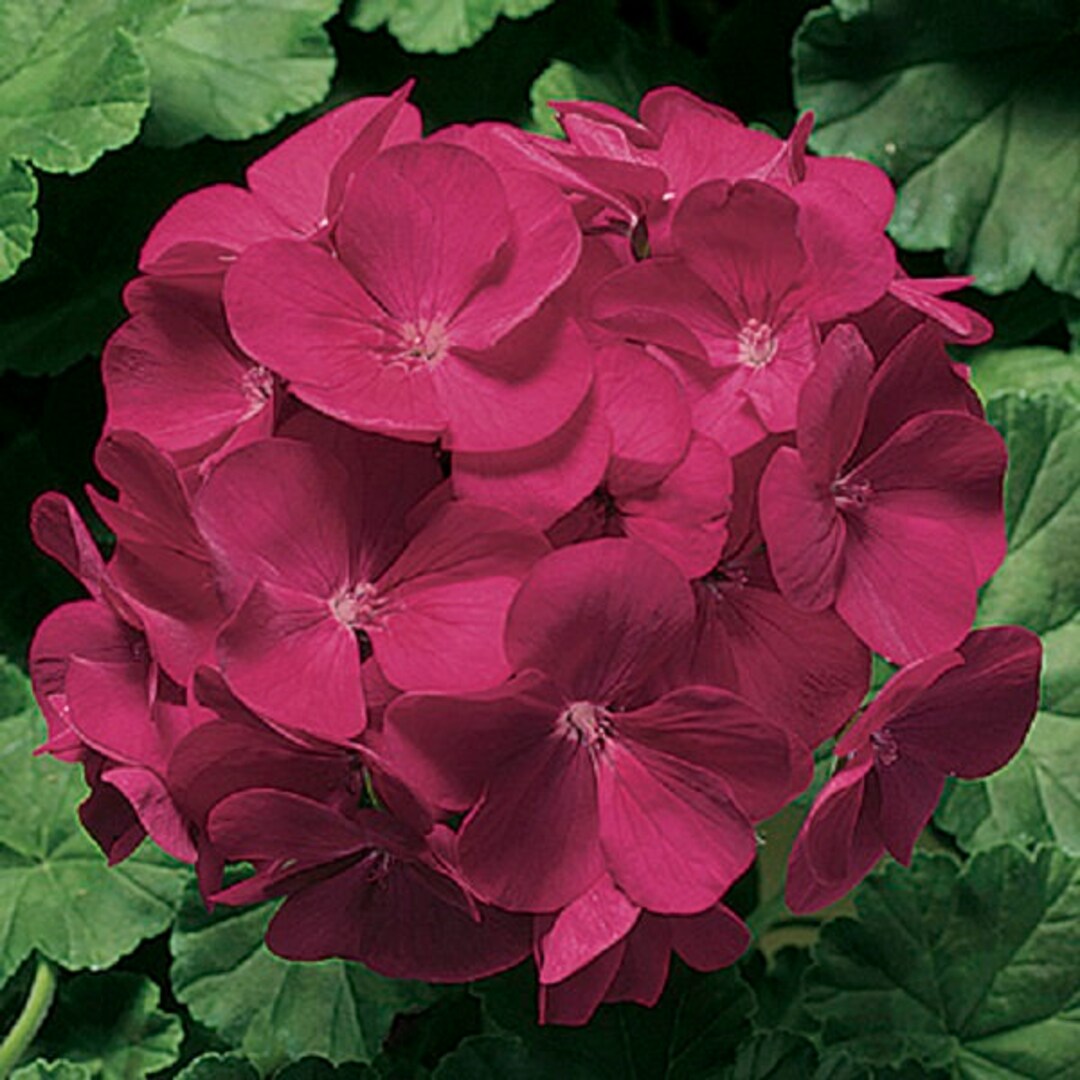 15 Geranium Seeds Pinto Premium Violet Flower Seeds - Etsy