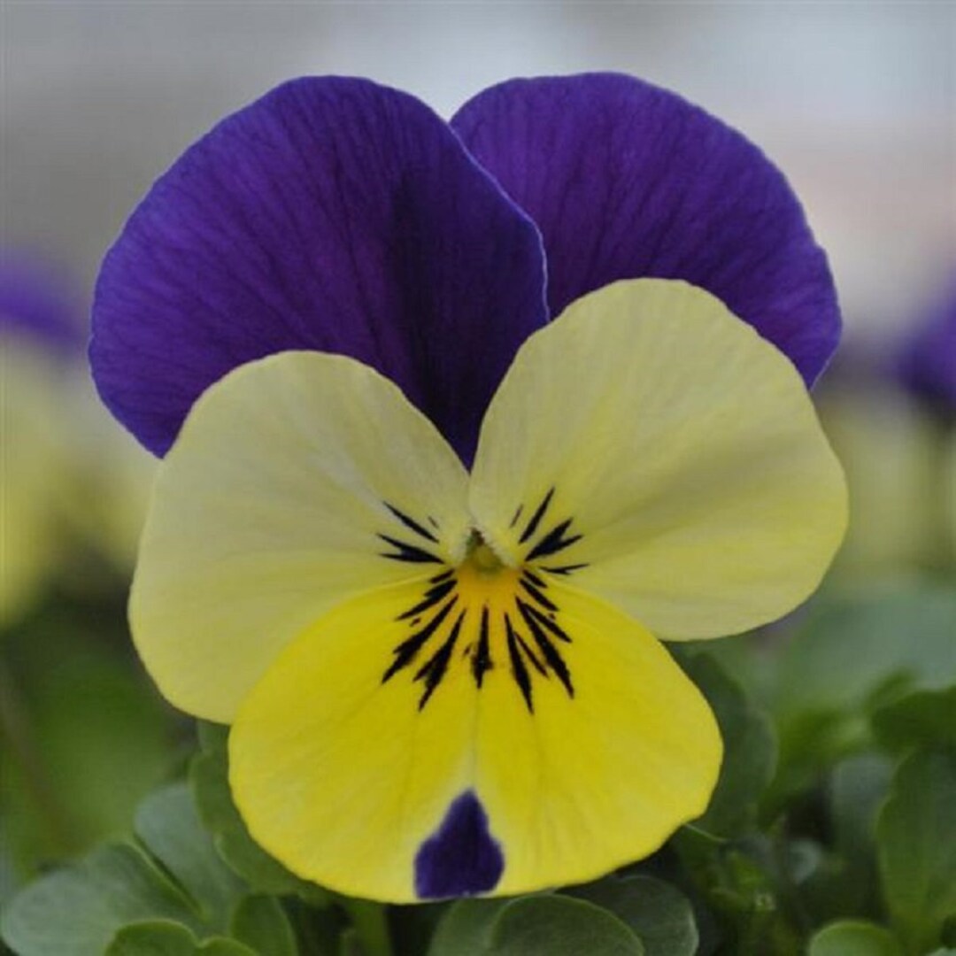 Viola Seeds 50 Seeds Viola Quicktime Lemon Jump Up - Etsy