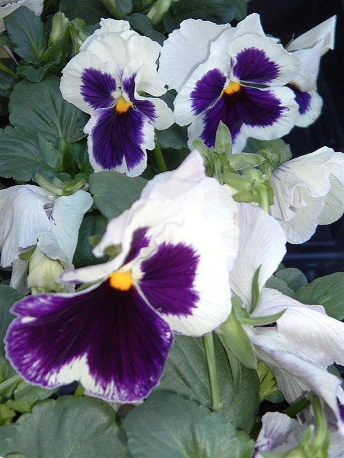 500 Bulk Delta Pansy Seeds Delta White With Blotch - Etsy