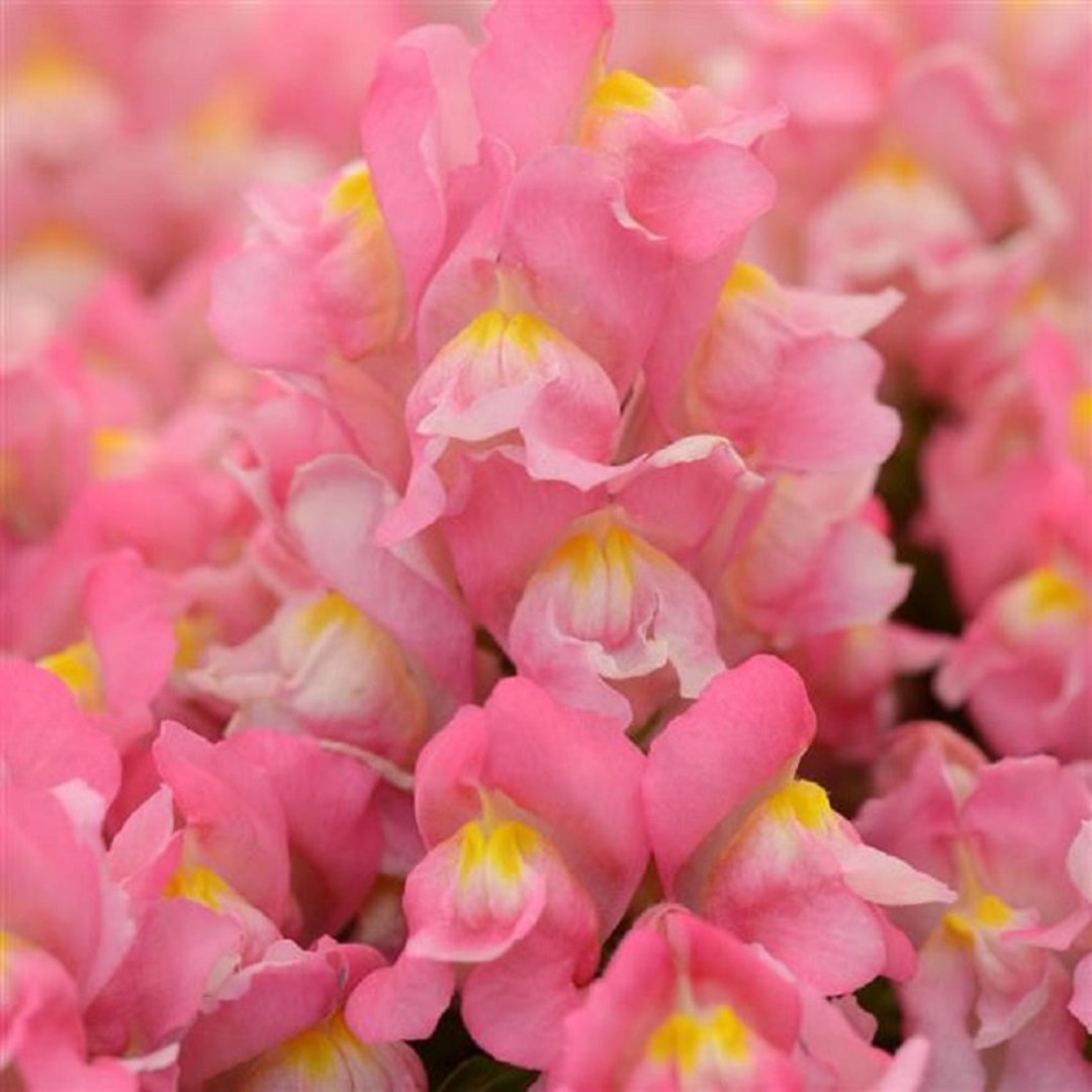 Snapdragon Seeds 50 Pelleted Seeds Snapdragon Snapshot Pink - Etsy