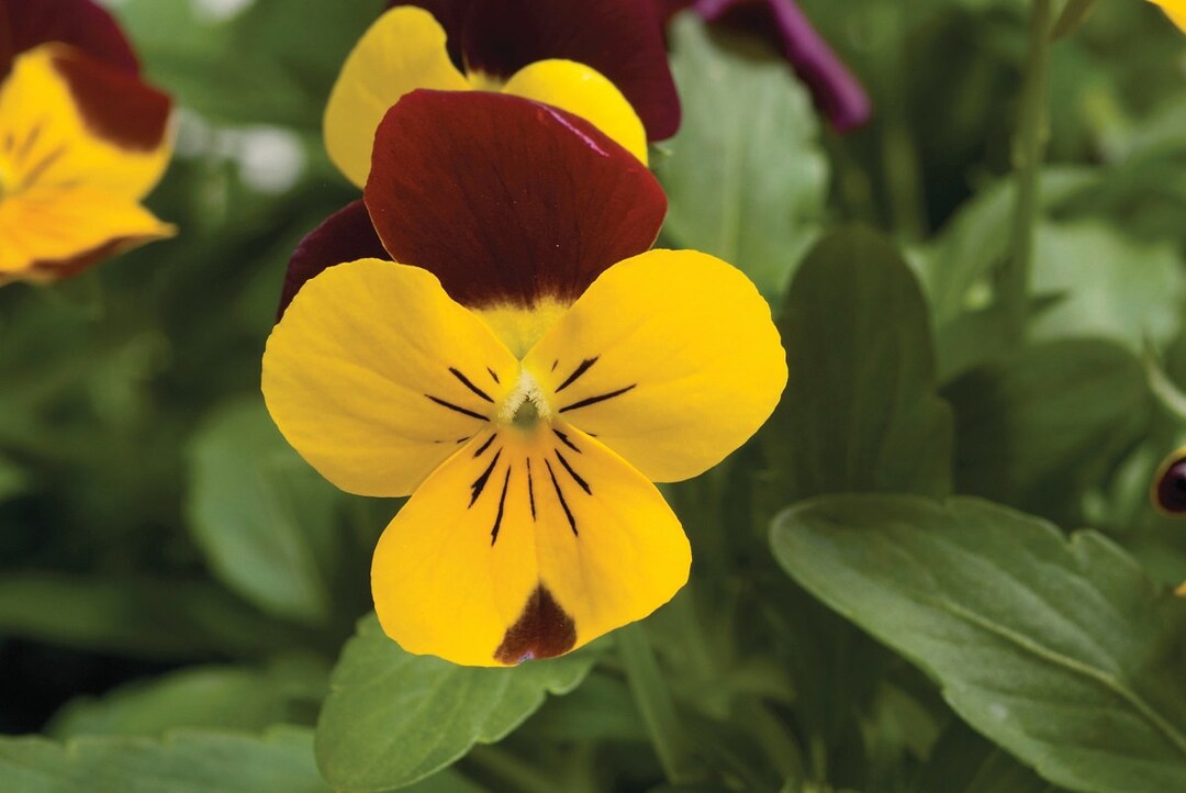 Viola Seeds 25 Viola Rebelina Red Yellow Trailing Viola - Etsy
