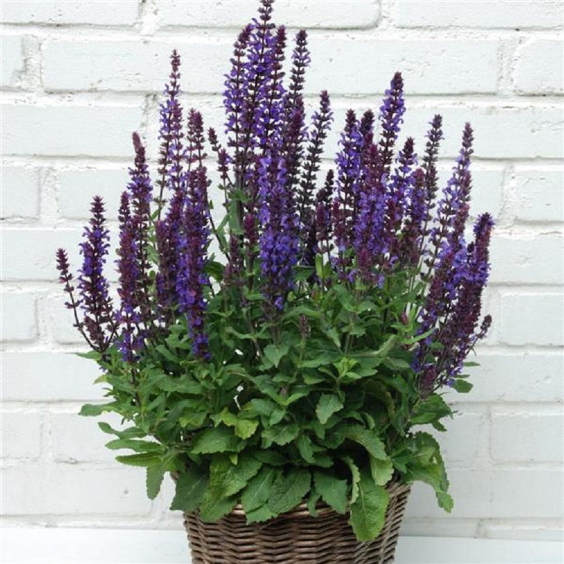 Salvia New Dimension Blue 50 Seeds Perennial Seeds - Etsy