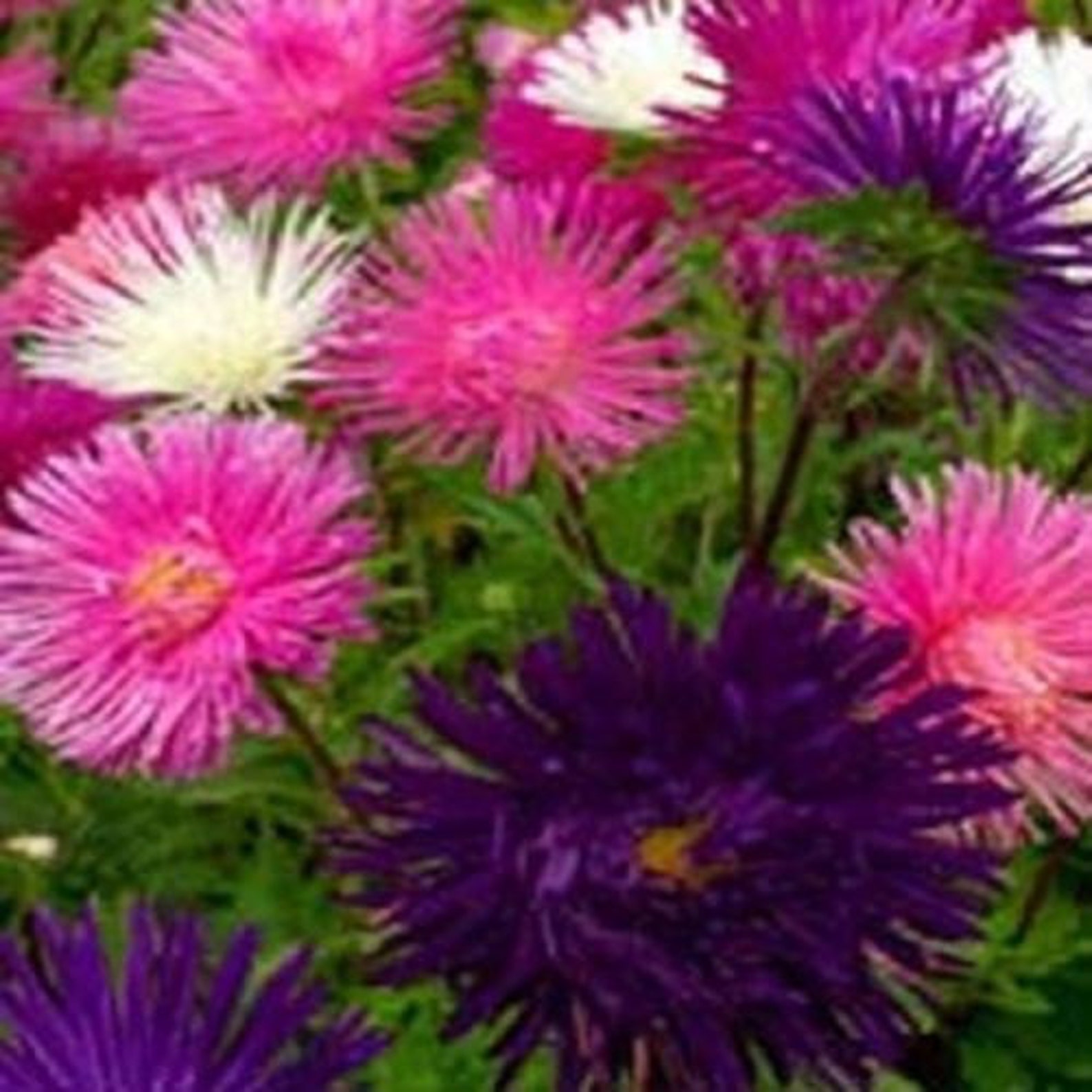 100 Seeds Aster Callistephus Tall Needle Unicom Mix - Etsy