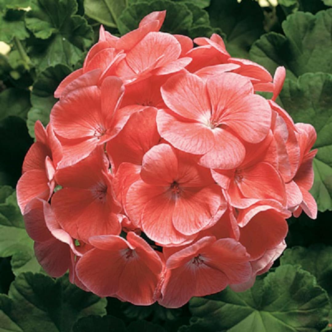 Flower Seeds 15 Geranium Seeds Pinto Premium Salmon - Etsy