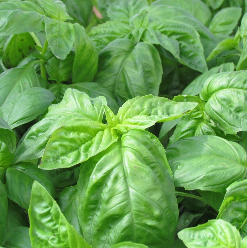 MPB11 Basil Large Leaf Italian Seeds Basil Seeds Basilicum - Etsy