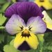 Viola Seeds Viola Endurio Blue Yellow Purple Wing 50 Seeds - Etsy