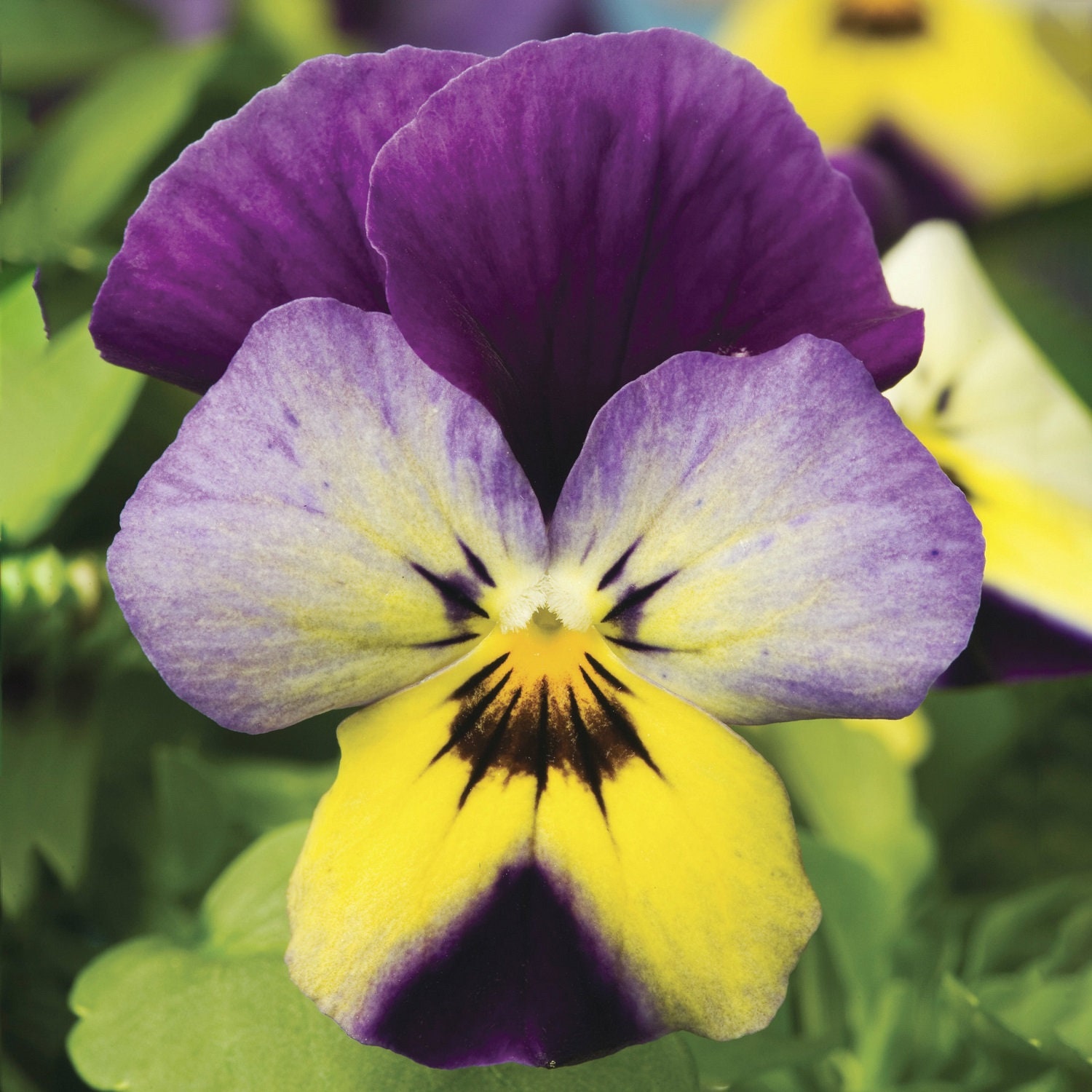 Viola Seeds Viola Endurio Blue Yellow Purple Wing 50 Seeds - Etsy