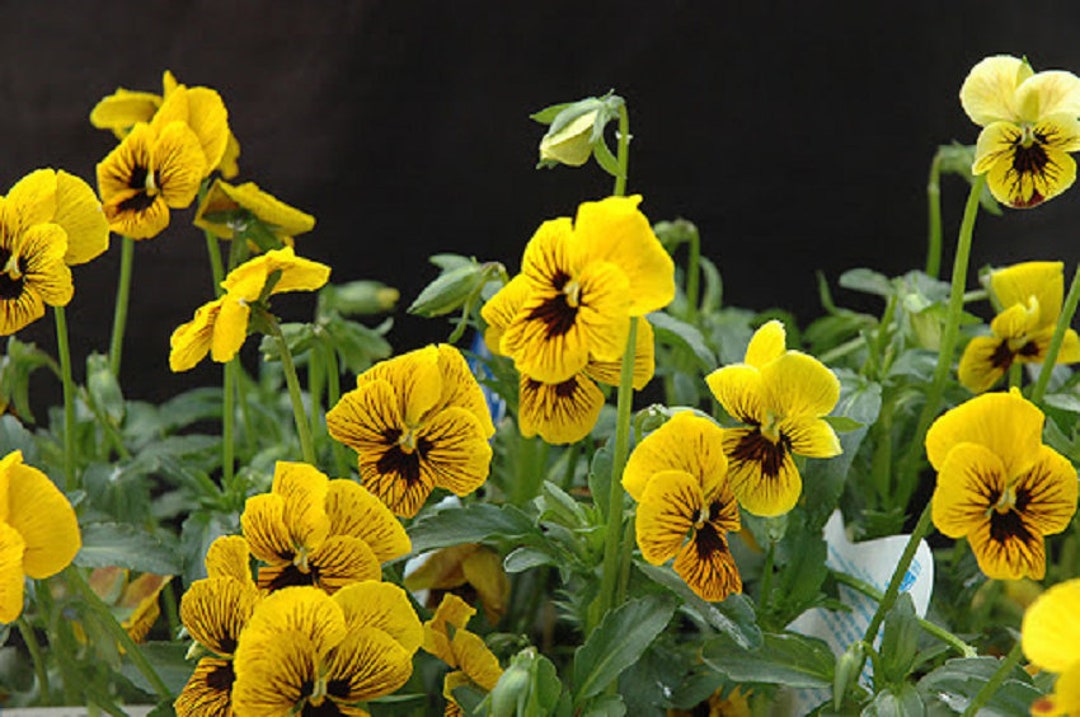 50 Thru 250 Seeds Viola Angel Tiger Eye Yellow Seeds Viola Seeds Tiger ...
