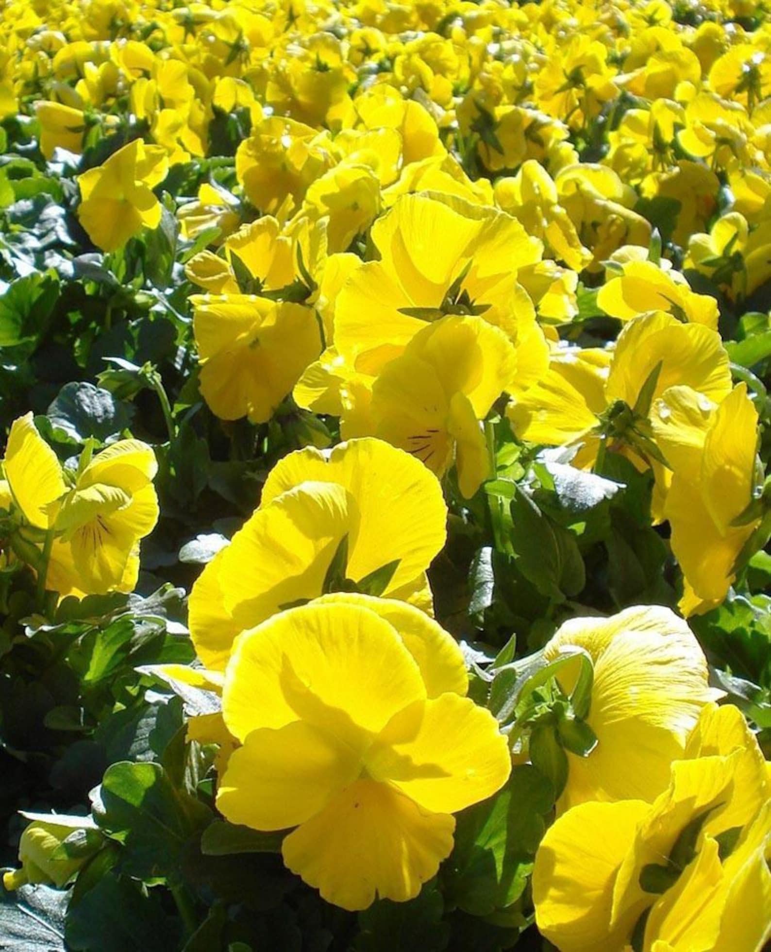 Bulk Pansy Seeds 500 Pansy Delta Yellow - Etsy