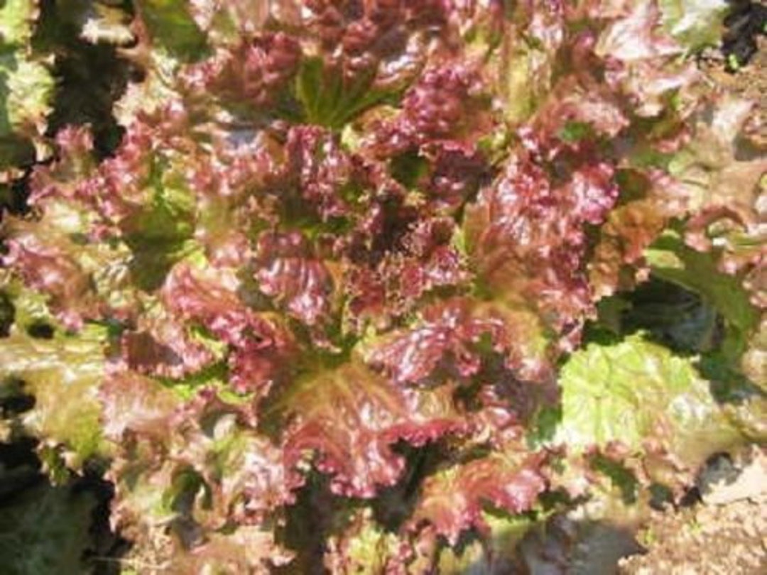 Red Sails Lettuce Seeds 1,000 Seeds - Etsy