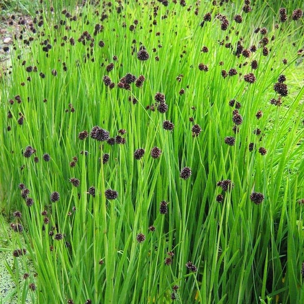 Ornamental Grass - Etsy