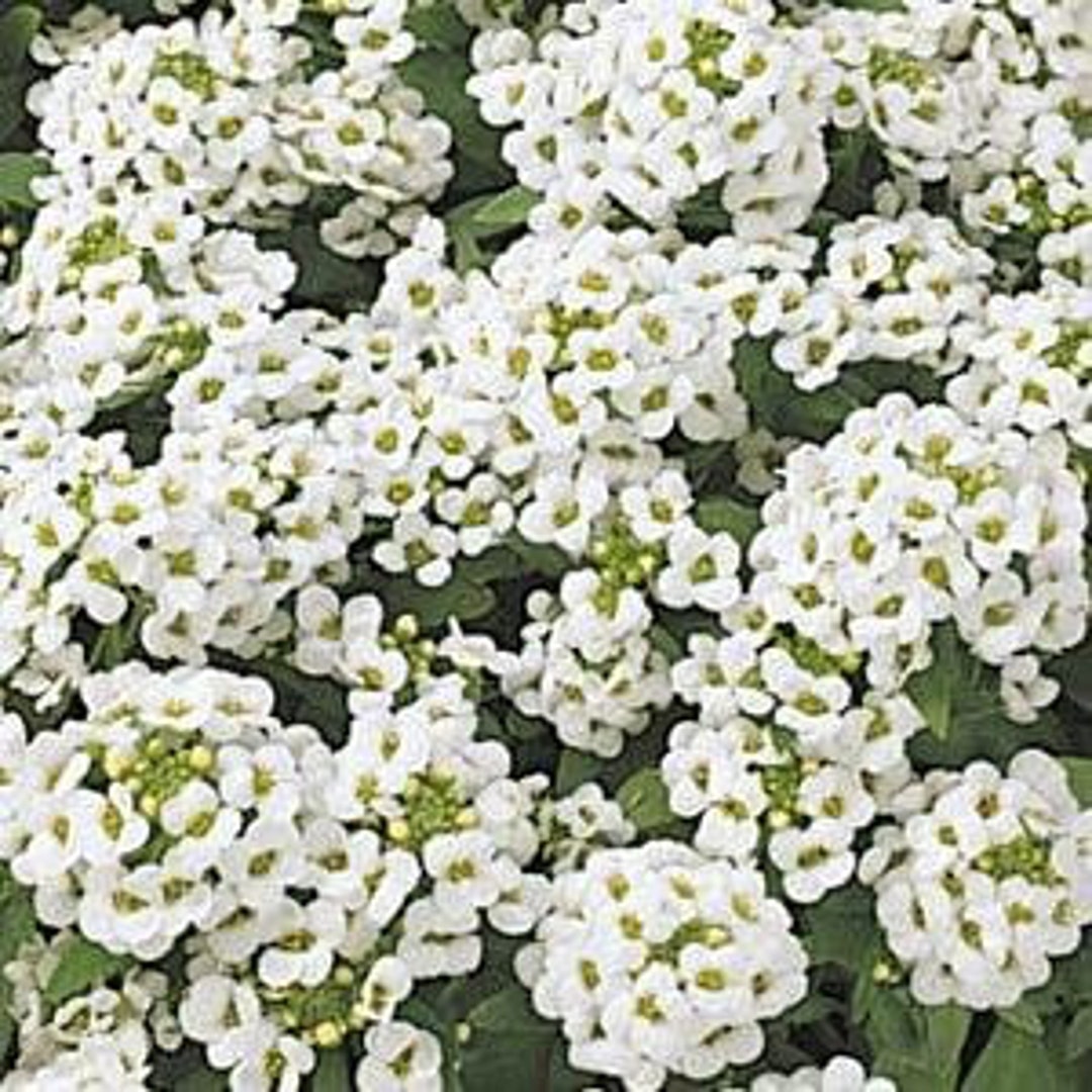 Alyssum Seeds Easter Bonnet White 2,000 Bulk Seeds - Etsy