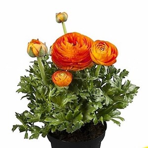 Ranunculus Seeds 25 Multi Pelleted Seeds Ranunculus Sprinkles Orange - Etsy