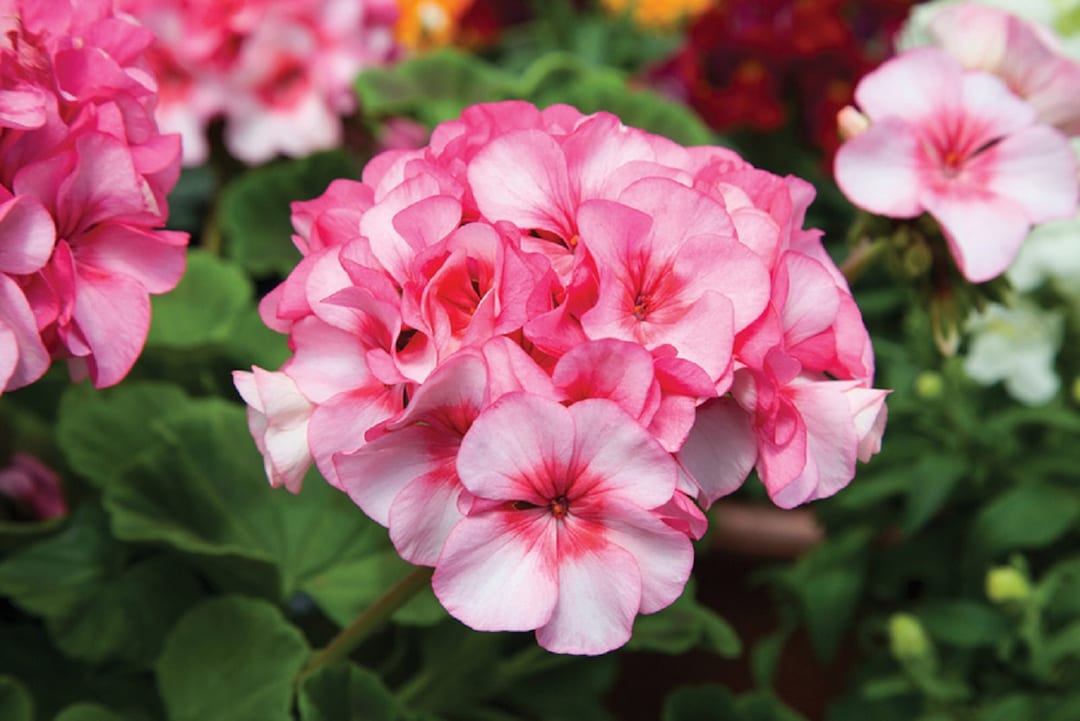BIN1D#2 Geranium Seeds Geranium Horizon New Star 100 Bulk Seeds F1 ...