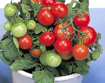 Red Robin Tomato Seeds | Organic - Etsy
