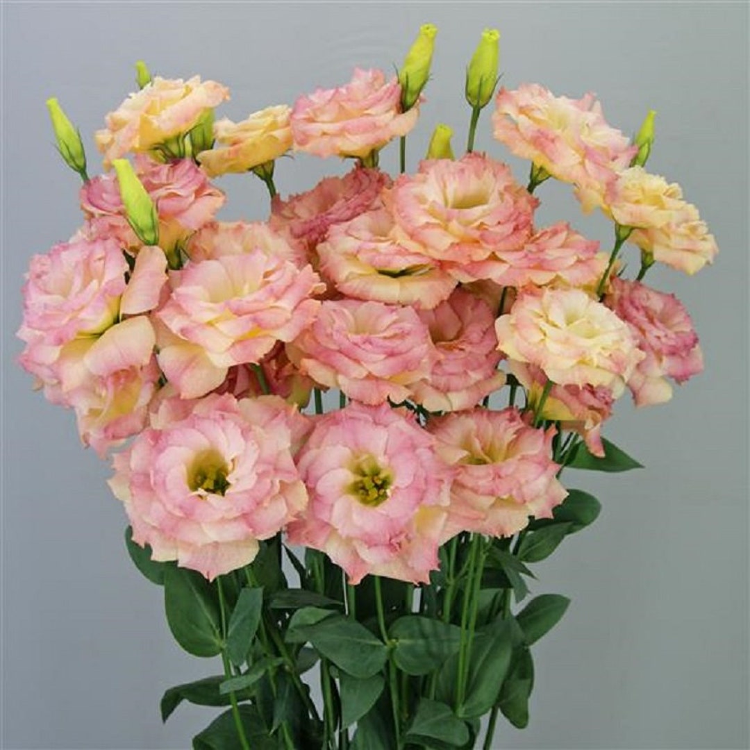 Floral Lisianthus Seeds Megalo Deep Orange 25 Pelleted Seeds Cut Flower ...