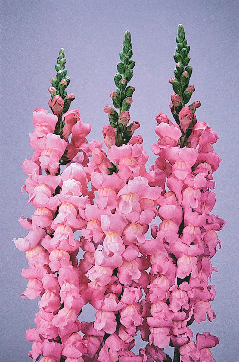 50 Pelleted Snapdragon Seeds Maryland Pink Yosemite Cut Flower Seeds - Etsy