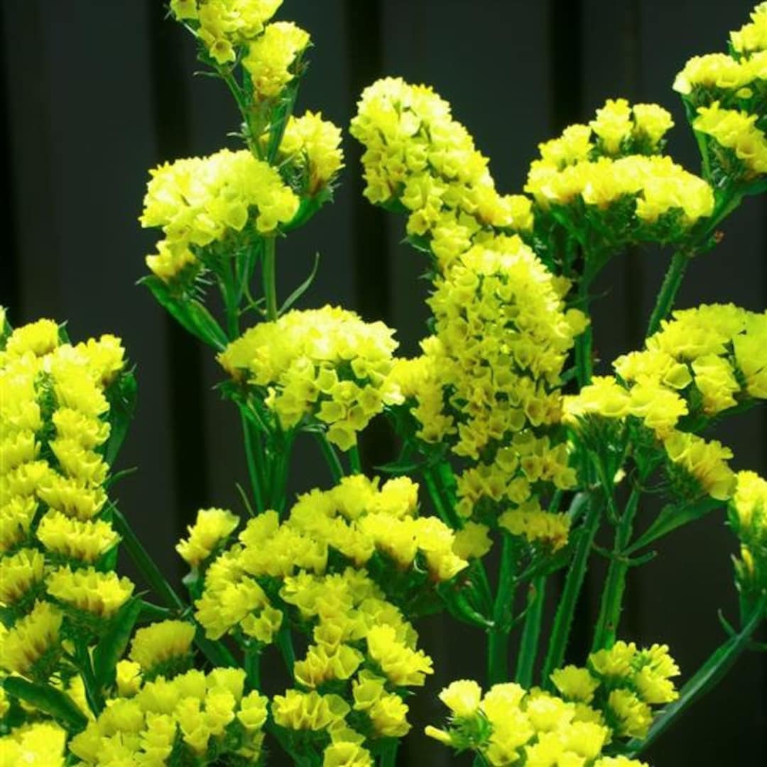 Limonium Seeker Yellow 100 Statice Seeds Cut Flowers - Etsy