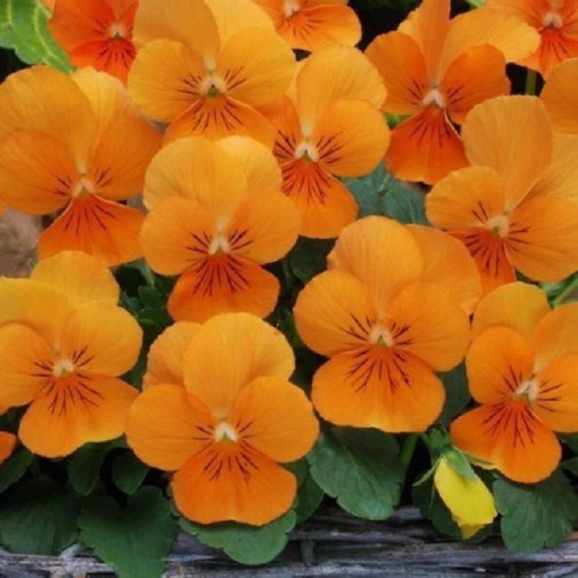 Viola Seeds 25 Penny Orange Viola Cornuta Seeds - Etsy
