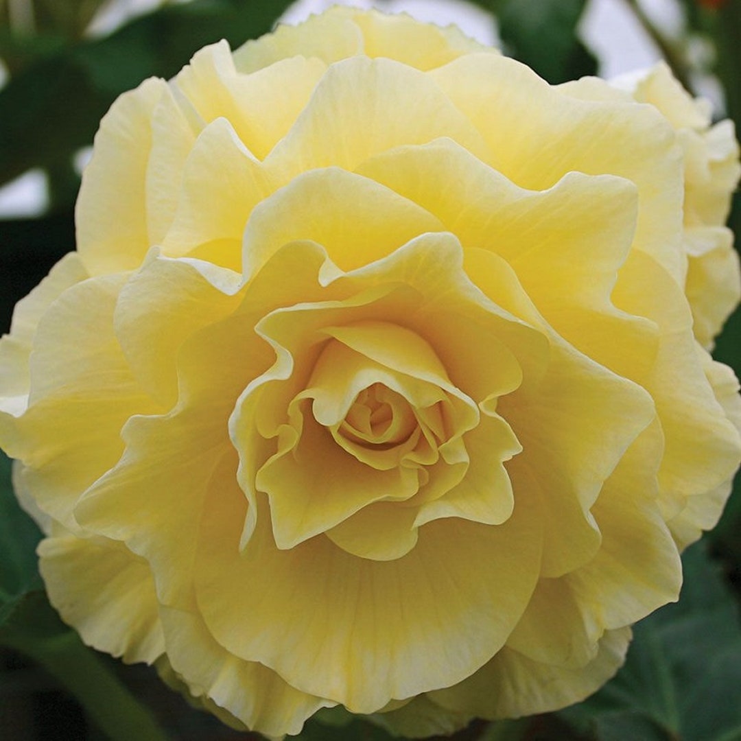 Trailing Begonia Seeds Limitless® Yellow 15 Pelleted Seeds - Etsy