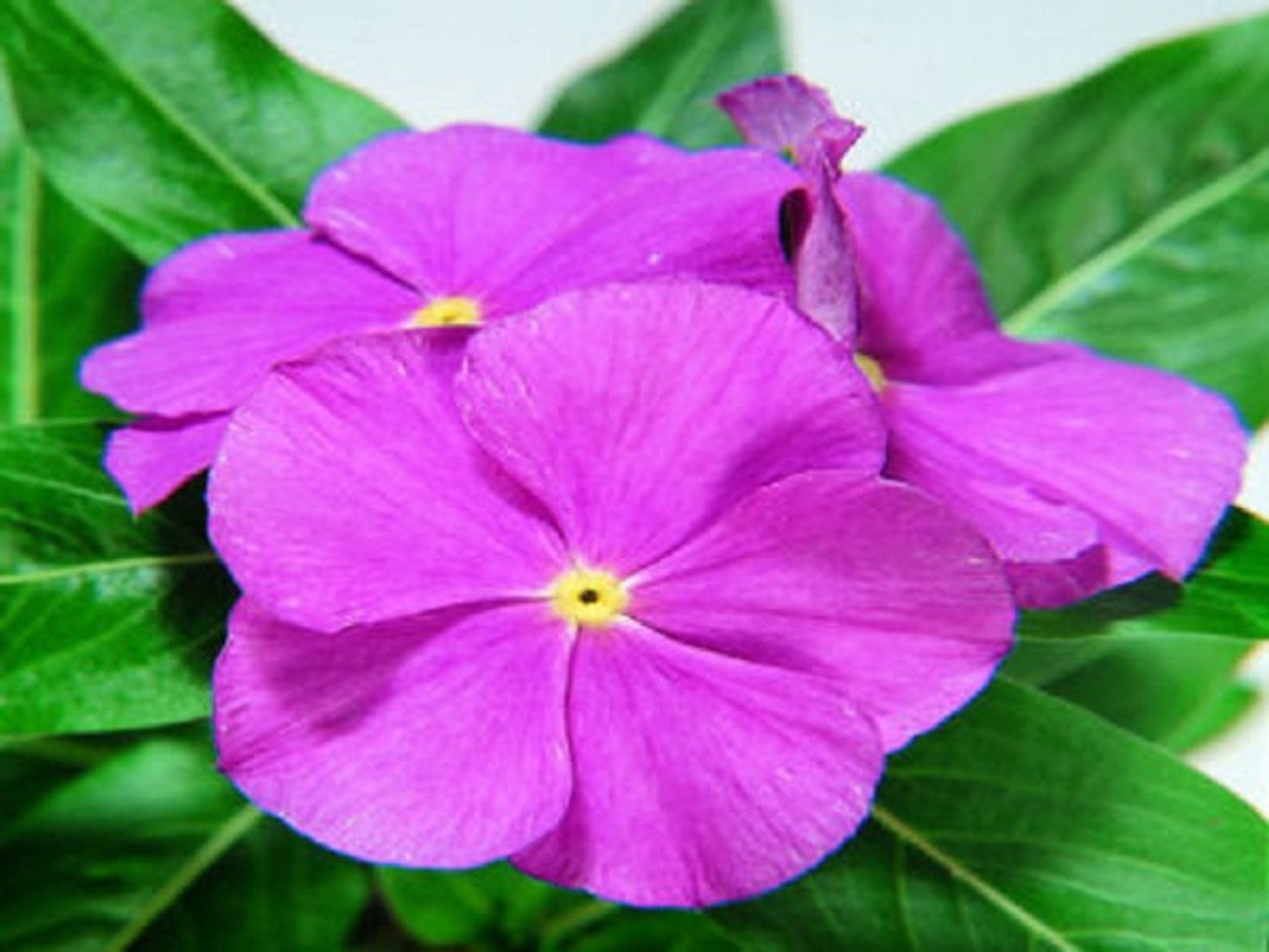 Vinca Seeds 50 Seeds Vinca Sunsplash Orchid | Etsy