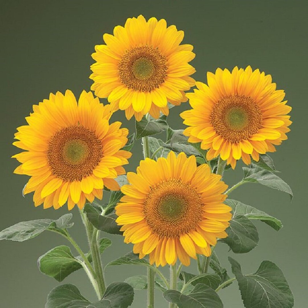 50 Sunflower Seeds Helianthus Sunrich Gold Cut Flower Seeds Helianthus ...