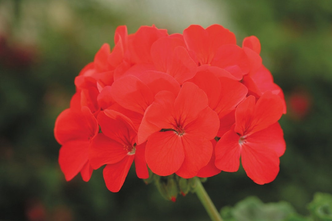 Flower Seeds Geranium Seeds Geranium Horizon Deep Red 100 Bulk Seeds F1 ...