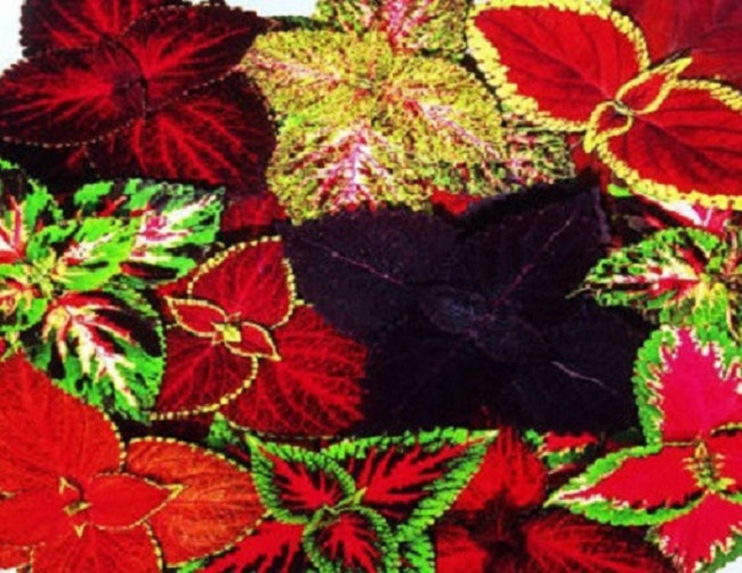MPB#1 Coleus Seeds Coleus Rainbow Grimes Mix Coleus Seeds Bulk Seeds 50 ...