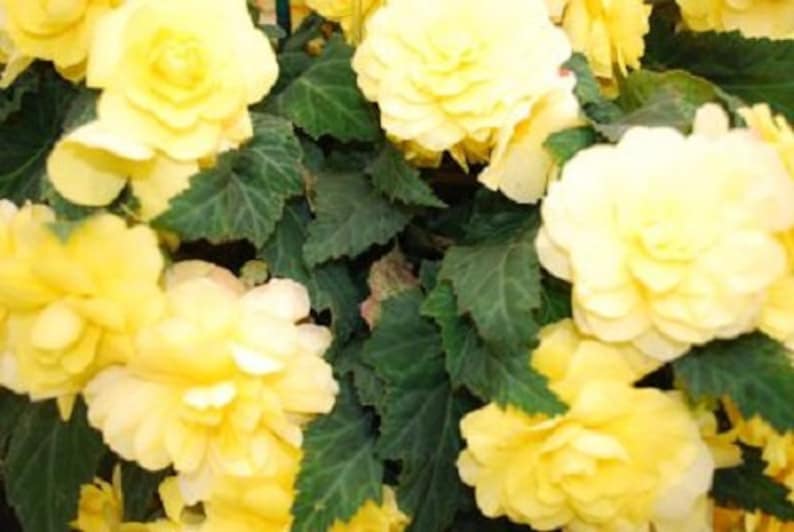 15 Pelleted Begonias Seed Begonia Gogo Yellow Begonia Seeds, Flower ...