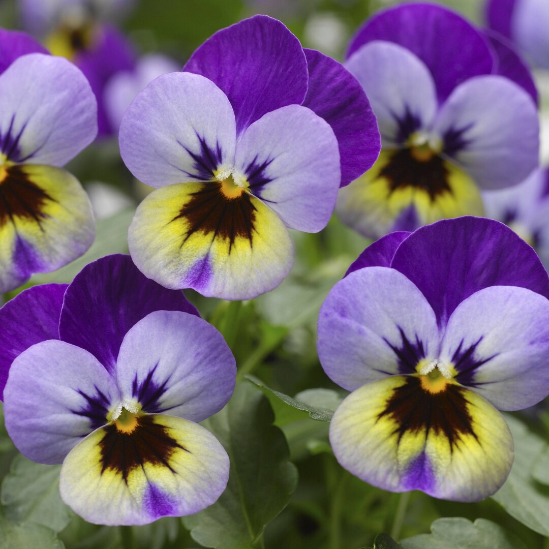 Viola Seeds Viola Deltini Violet Blue 50 Seeds Scented Viola - Etsy