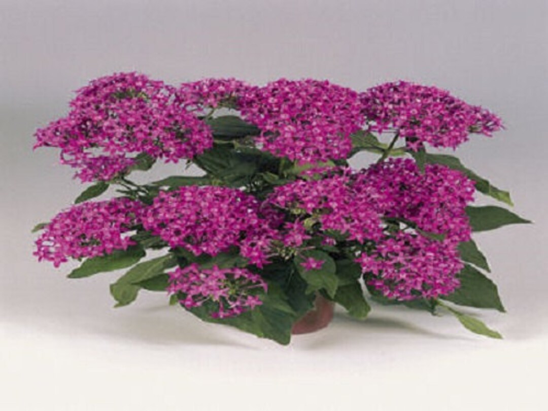 25 Pelleted Seeds Pentas Graffiti Violet Pentas Seeds - Etsy