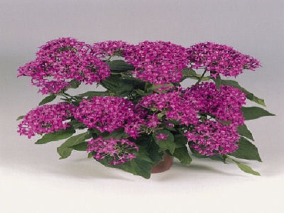 25 Pelleted Seeds Pentas Graffiti Violet Pentas Seeds - Etsy