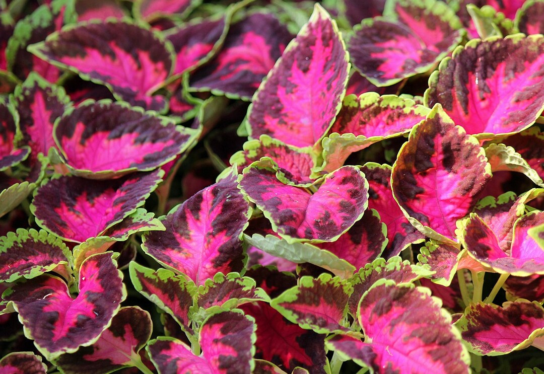 MPB#2 Coleus Seeds Wizard Rose 50 Thru 500 Seeds You Pick the Amount ...