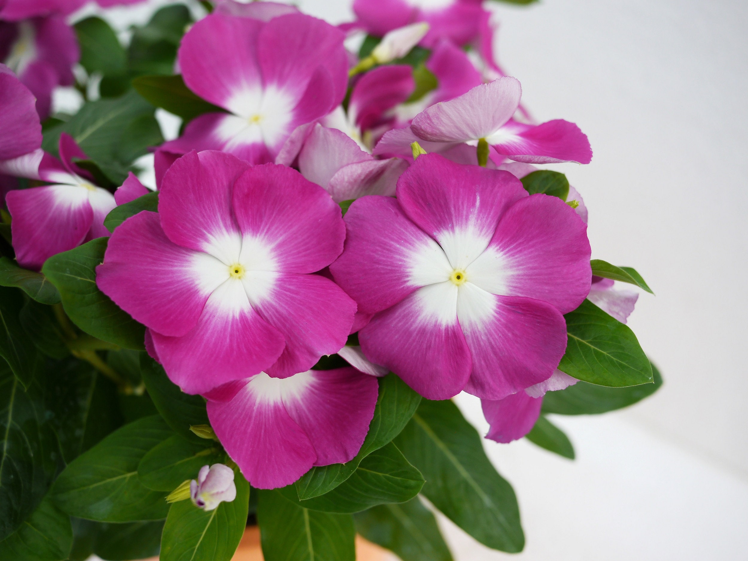Vinca Seeds Mega Bloom Orchid Halo 25 Seeds Large Blooms | Etsy