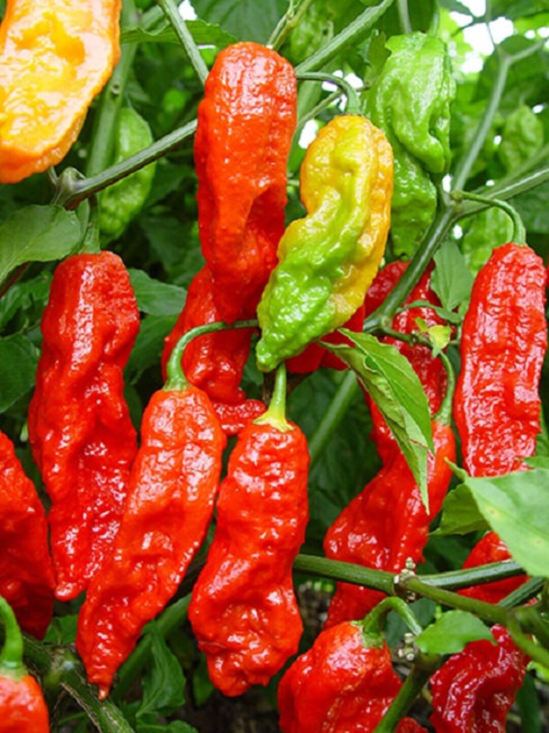 50 Pepper Seeds Bhut Jolokia Red Ghost Pepper - Etsy