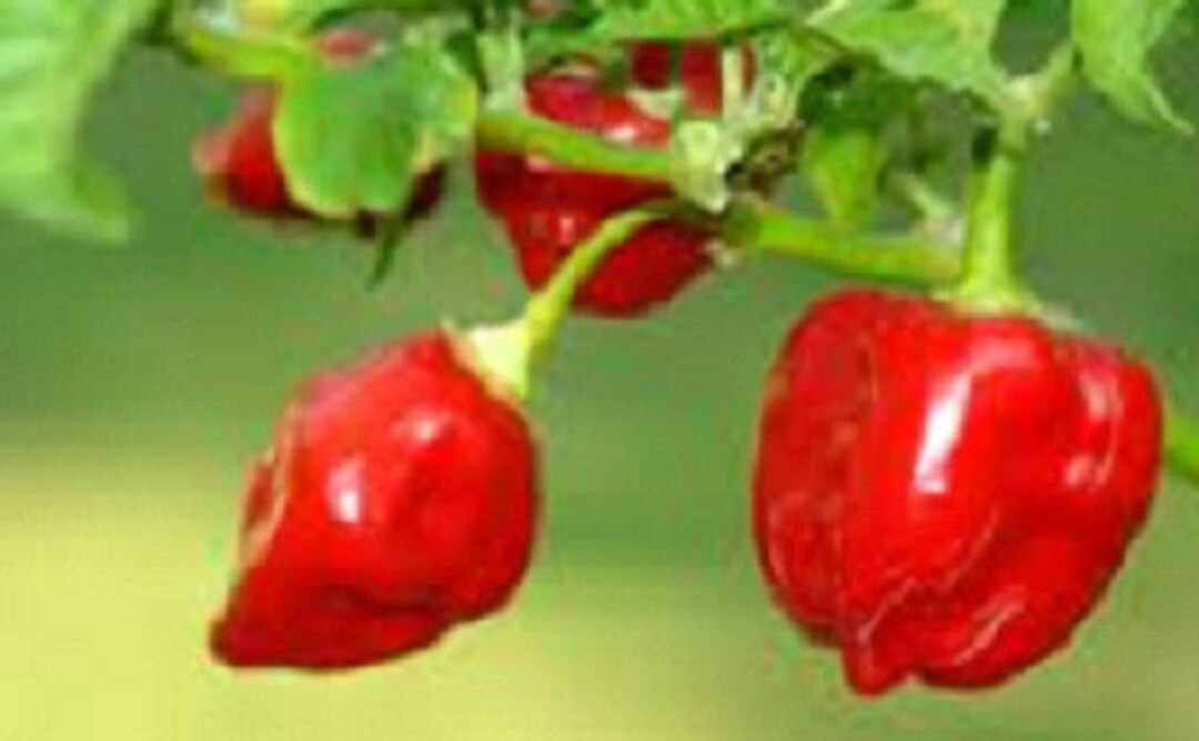 Hot Pepper 100 Red Habanero Pepper Seeds - Etsy