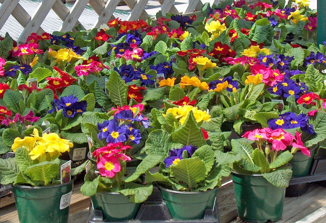 Primula Seeds 50 Primrose Seeds Primula Danova Mix - Etsy