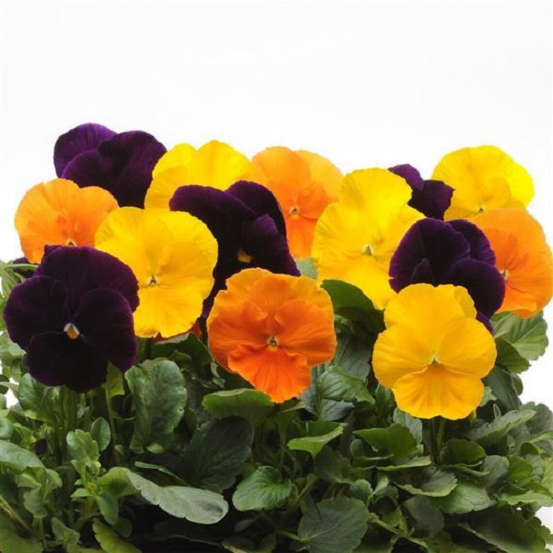 Pansy Seeds Pansy Matrix Harvest Mix 25 Seeds Extra Large - Etsy