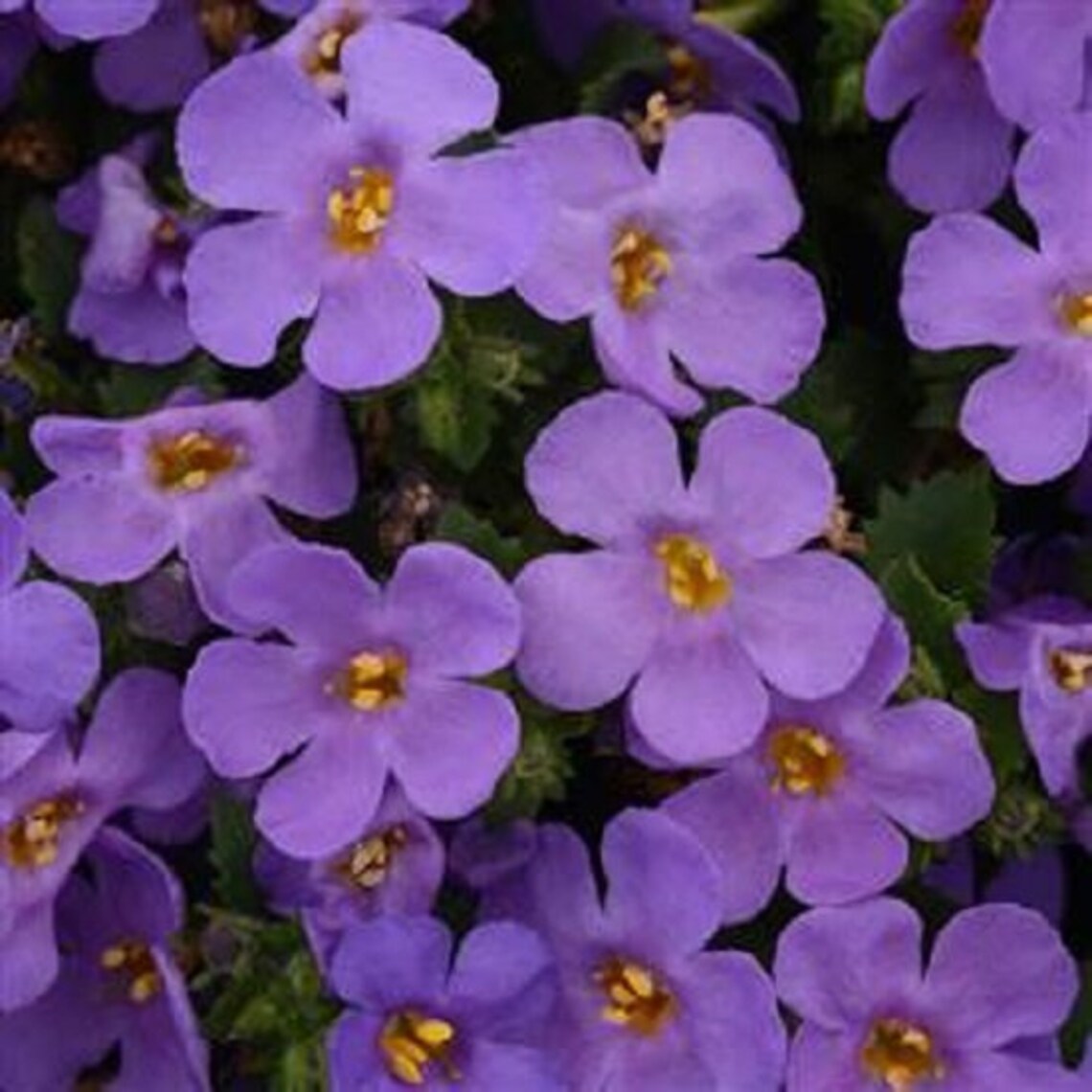 BIN#1R5D1 Bacopa Seeds 25 Thru 100 Multi Pelleted Bacopa Bluetopia ...