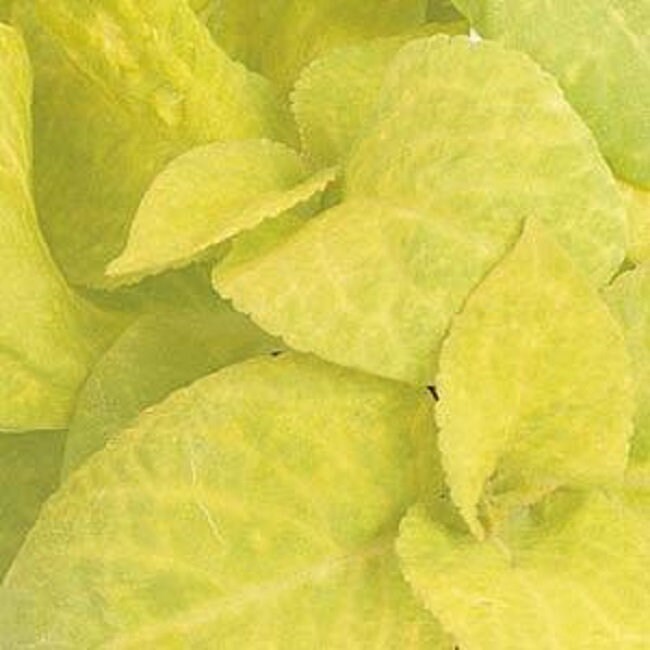 MPB2 Coleus Seeds Wizard Golden 50 Thru 1000 Seeds - Etsy