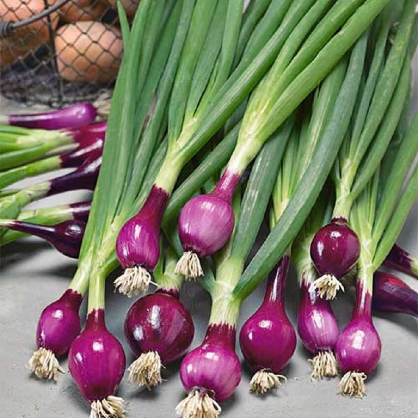 MPB11 Red Purplette Onion Seeds Mini Onion Purple Onion 50 | Etsy