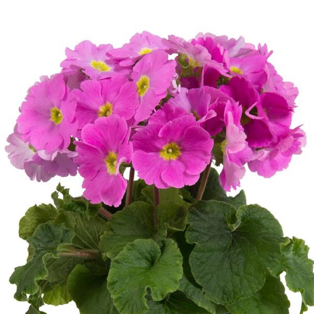 Primula Obconica Touch Me Midi Blue White 25 Primrose Seeds - Etsy