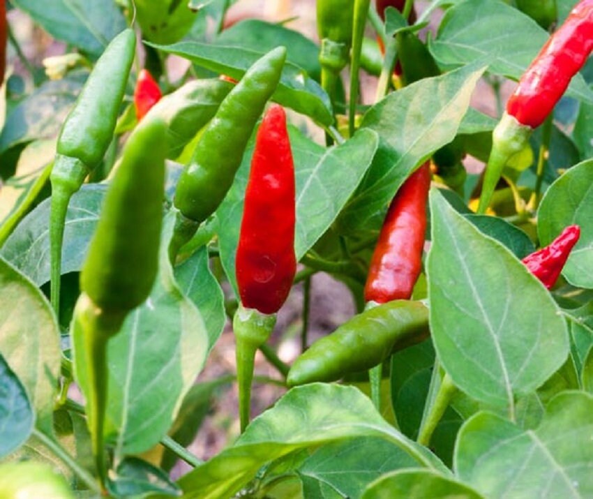 MPB11 Thai Dragon Hot Pepper Seeds Thai Dragon 25 Thru 500 - Etsy